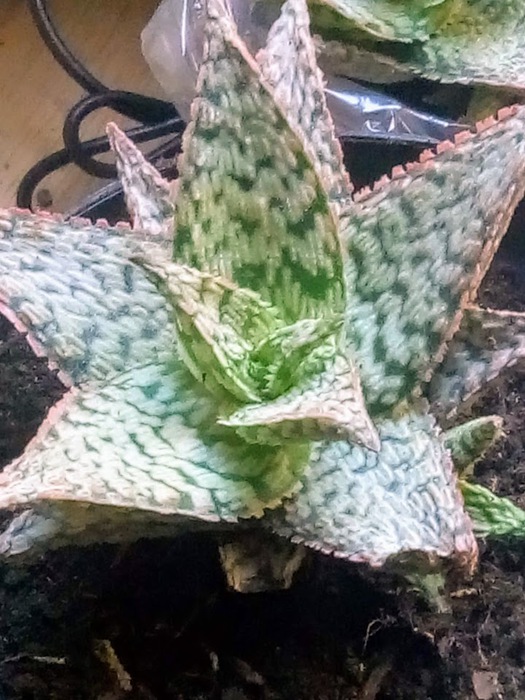 Aloe "Cleopatra"