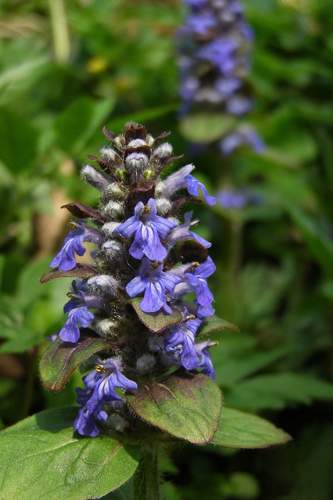 Ajuga reptans variegata :: Greenarea1
