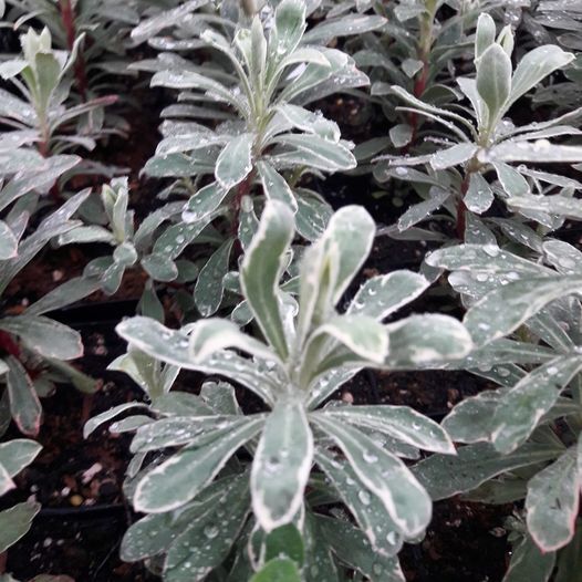 Euphorbia characias "silver edge" :: Greenarea1